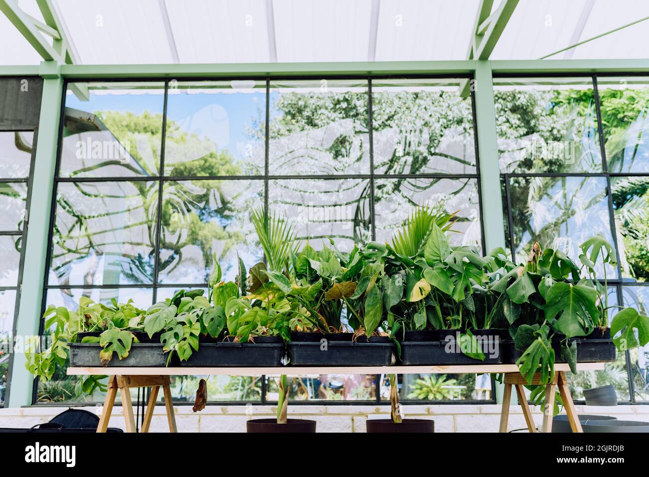Indoor plants grown in a very bright home greenhouse Stock Photo - Alamy