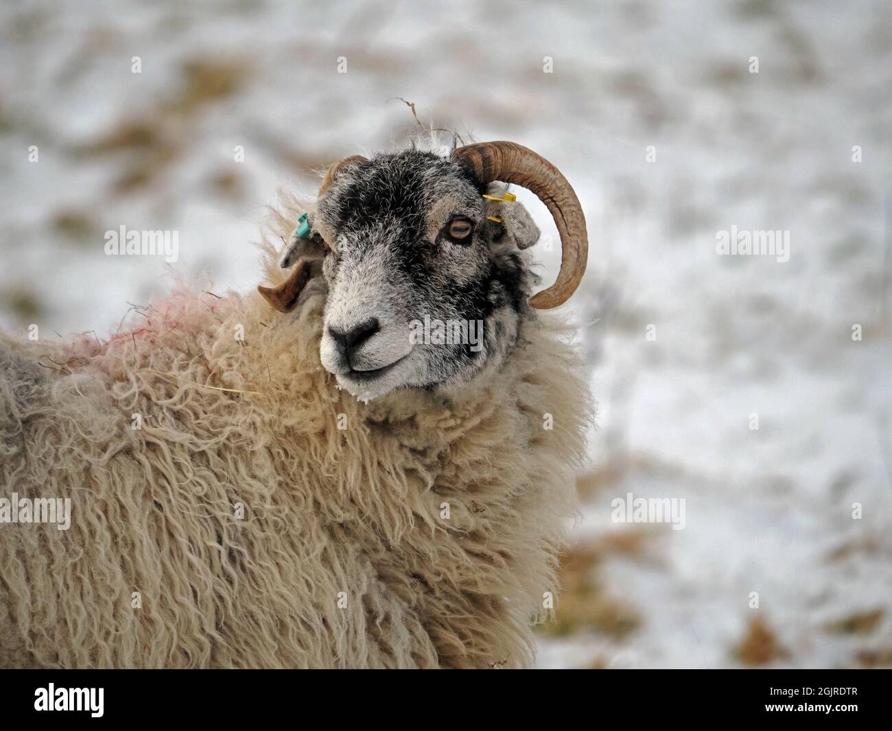 black-faced hill sheep with curly horns in snow in Winter in upland ...