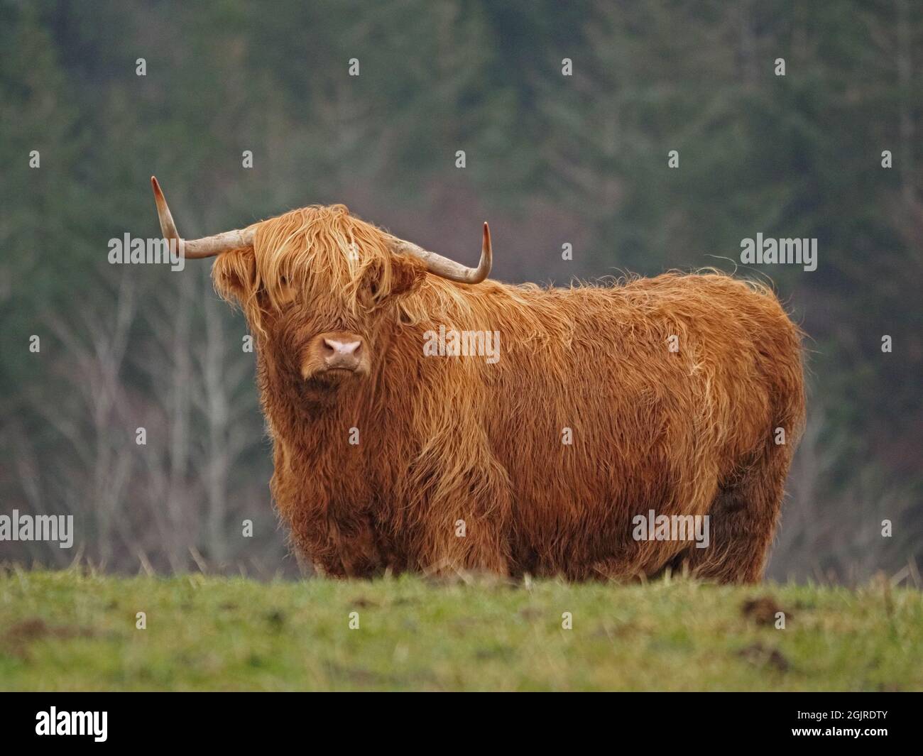 Bull highland cow winter hi-res stock photography and images - Alamy