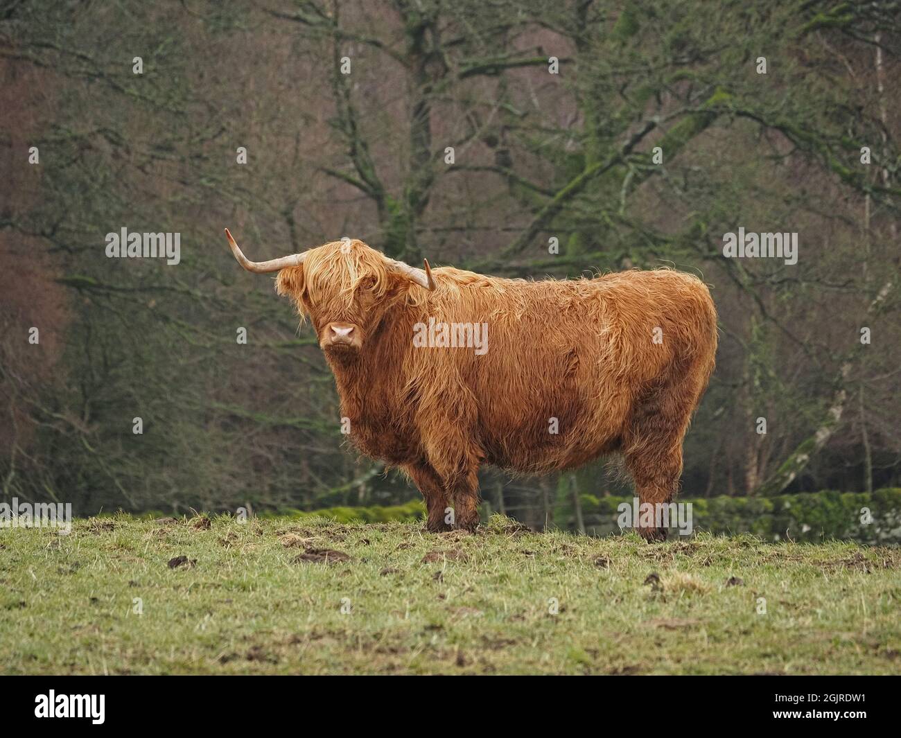 Bull highland cow winter hi-res stock photography and images - Alamy