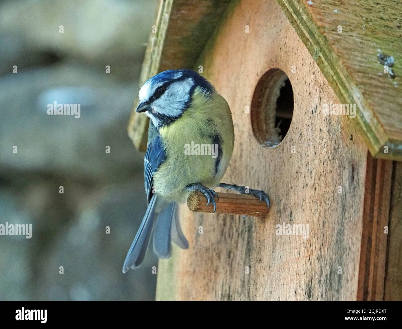Garden Birds - Blue tit (Cyanistes caeruleus) inspects the environment ...