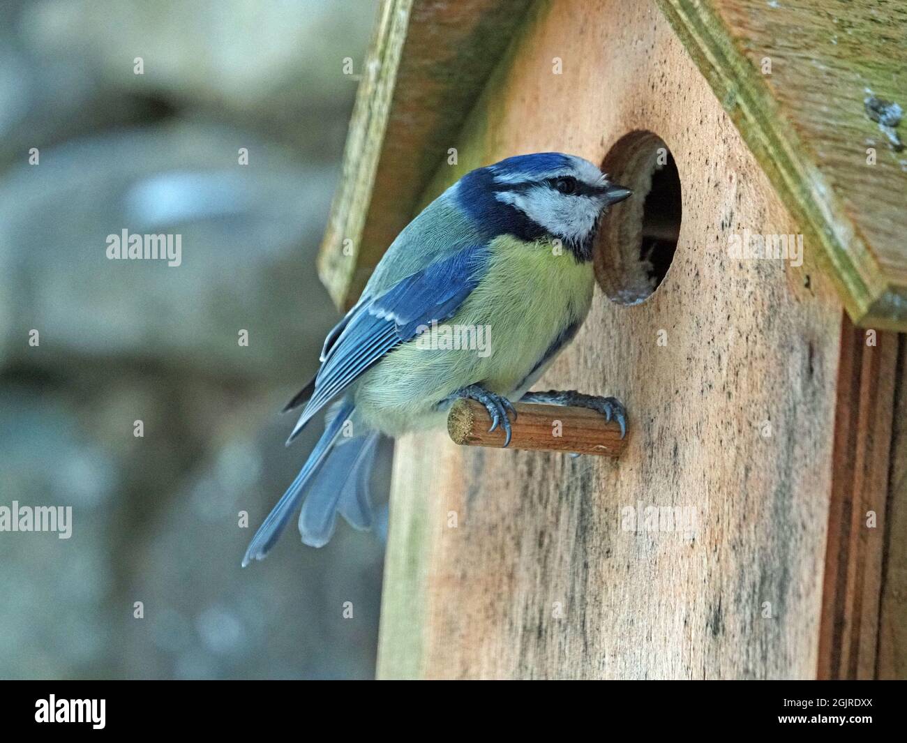 Garden Birds - Blue tit (Cyanistes caeruleus) inspects inside of wooden ...