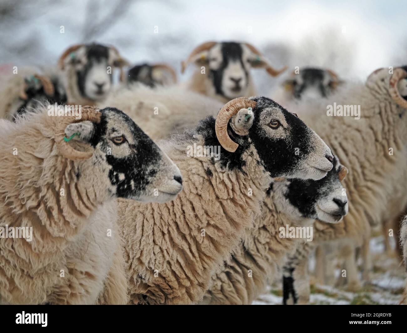 flock of hardy black-faced hill sheep enduring snow in Winter in upland ...