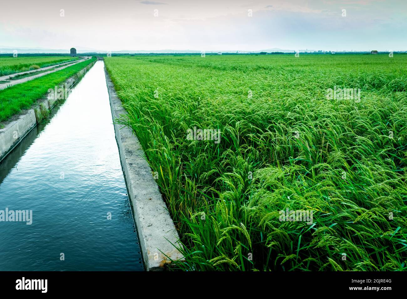 Irrigation canal for rice plantations in the Valencian lagoon Stock ...
