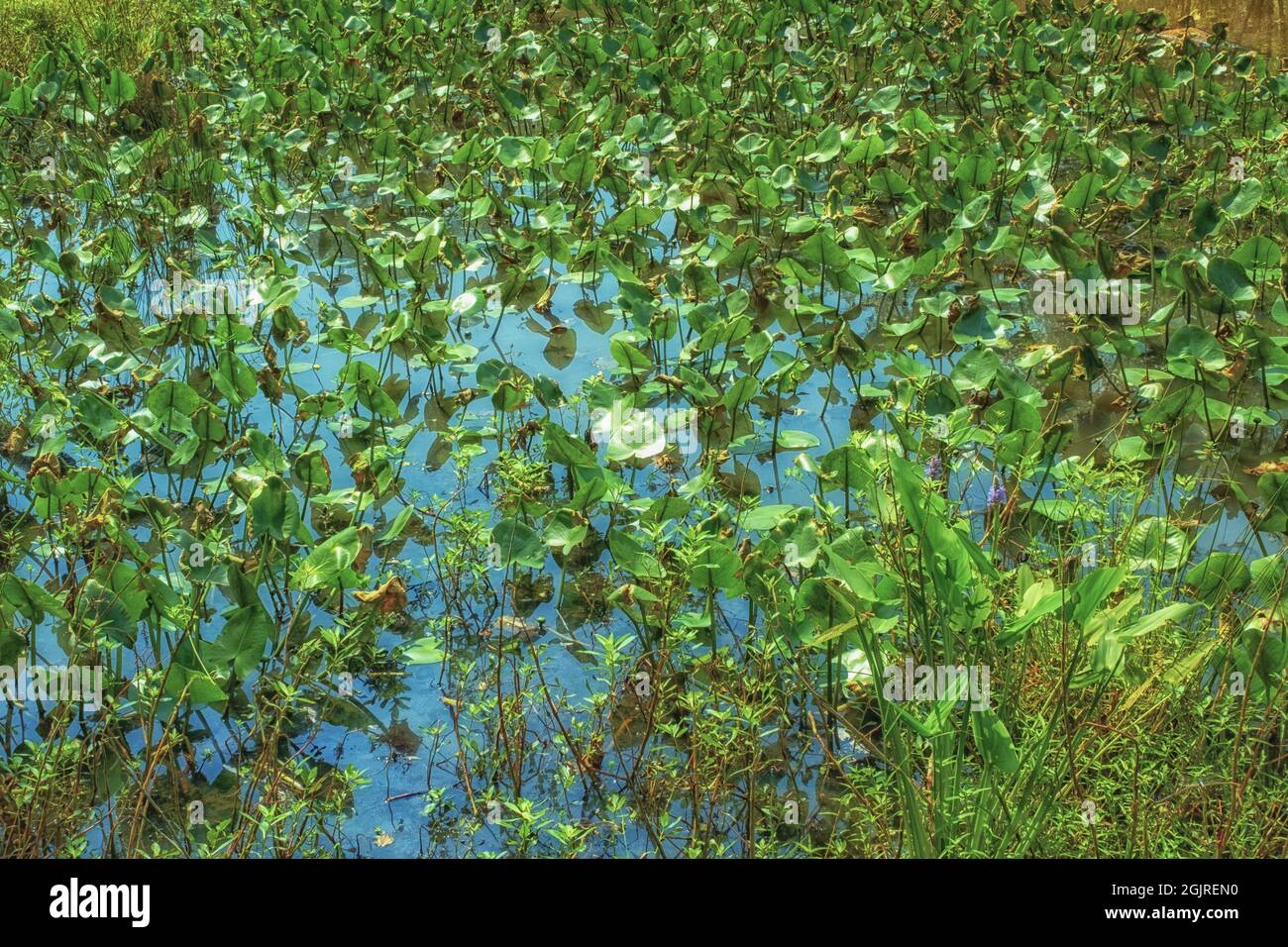 The Lake Conestee Nature Preserve and Recreational Park is a favorite ...