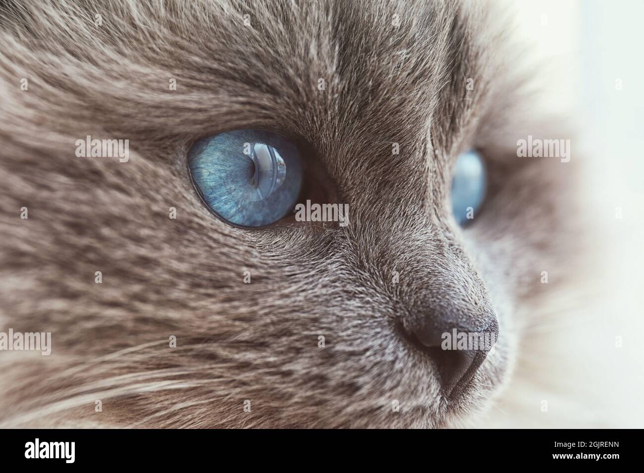 Muzzle of cute cat, closeup Stock Photo - Alamy