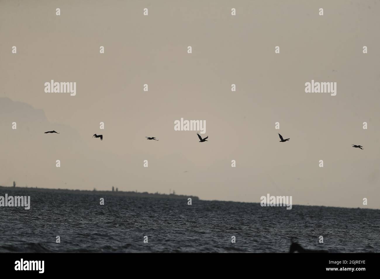 Pelicans fly over sea water in Kino Bay, Sonora Mexico. Pelecaniform ...