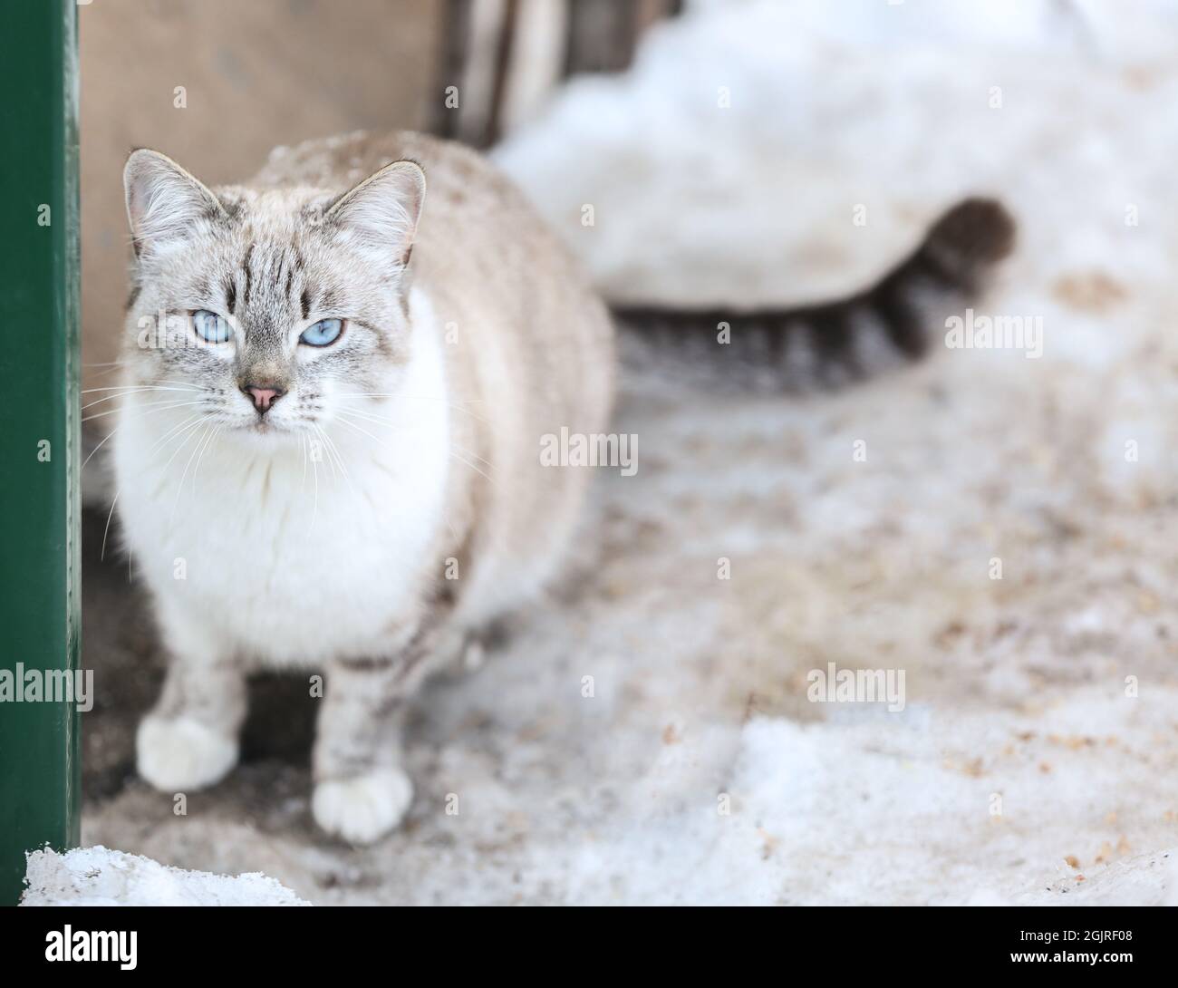 Cute cat with blue eyes sitting on snow Stock Photo - Alamy