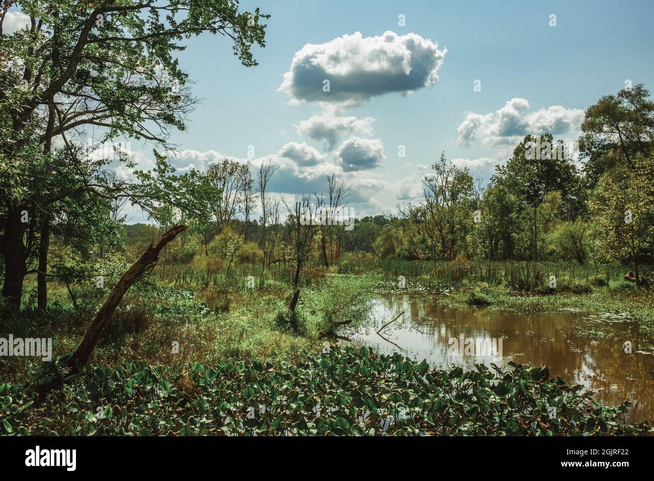 Lake conestee nature preserve hi-res stock photography and images - Alamy