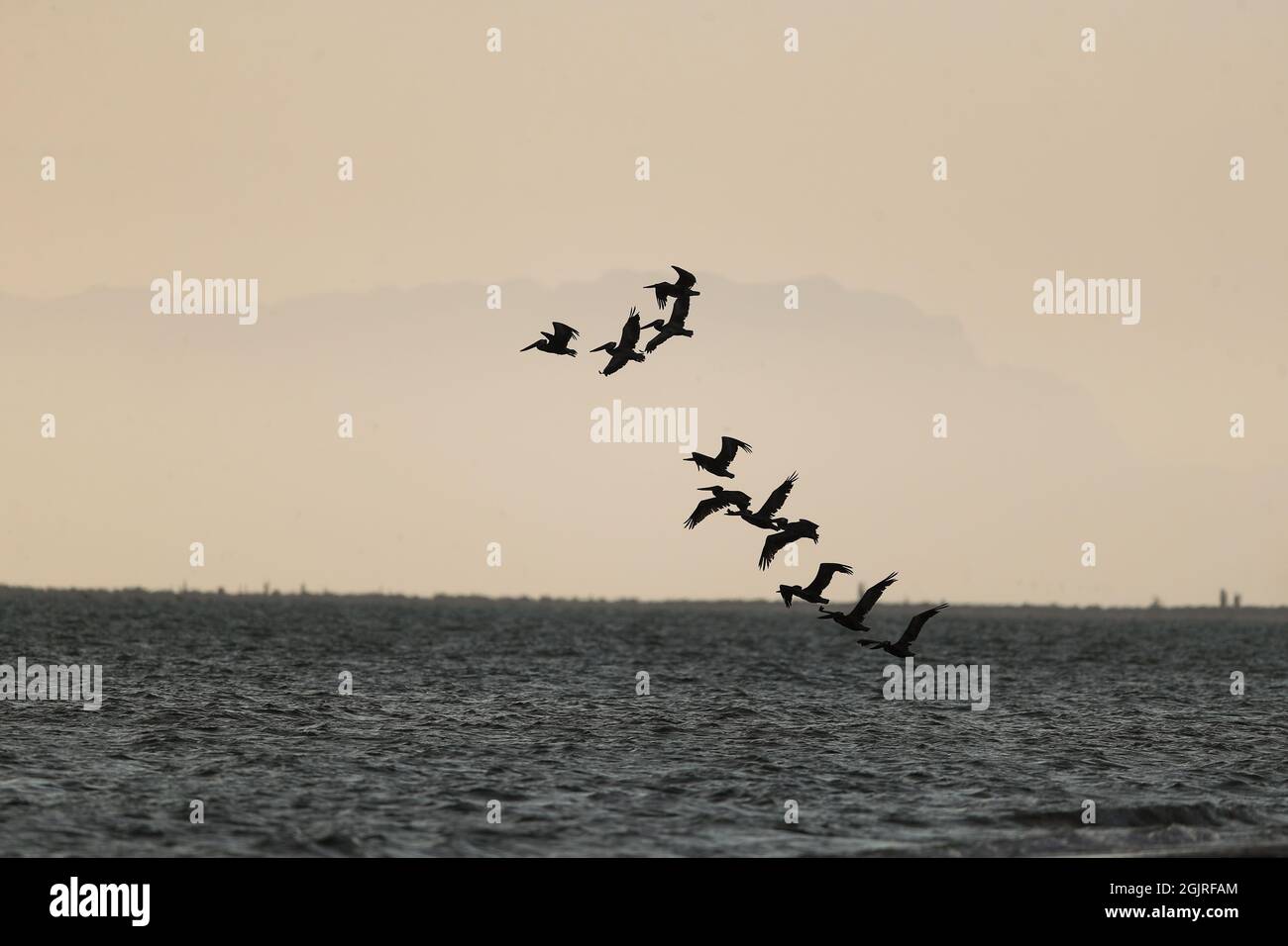 Pelicans fly over sea water in Kino Bay, Sonora Mexico. Pelecaniform ...