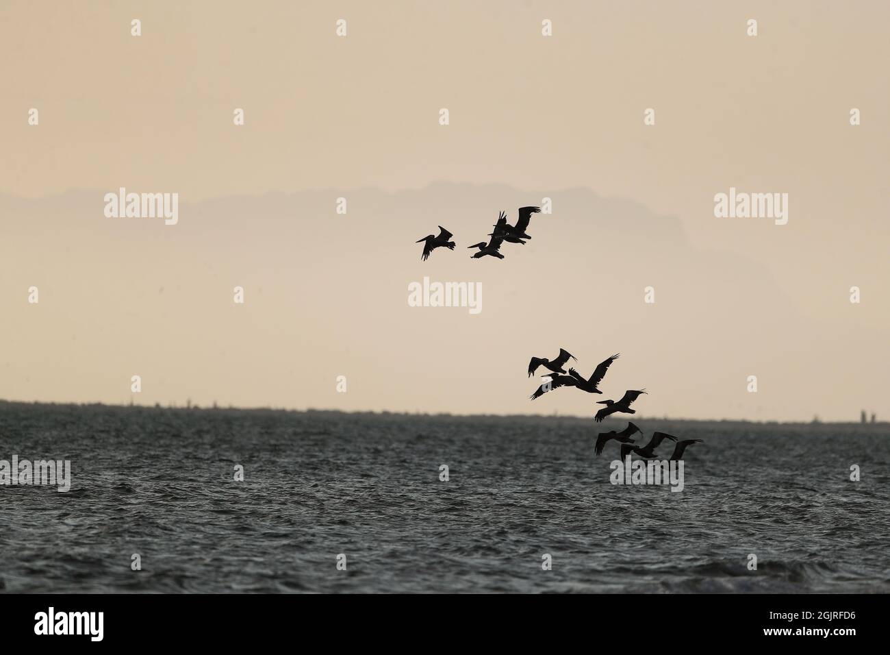 Pelicans fly over sea water in Kino Bay, Sonora Mexico. Pelecaniform ...