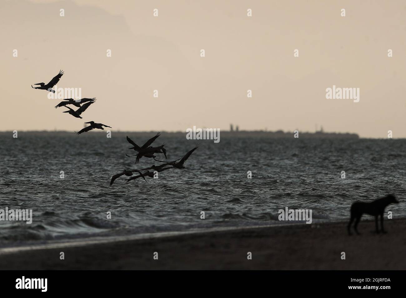 Pelicans fly over sea water in Kino Bay, Sonora Mexico. Pelecaniform ...