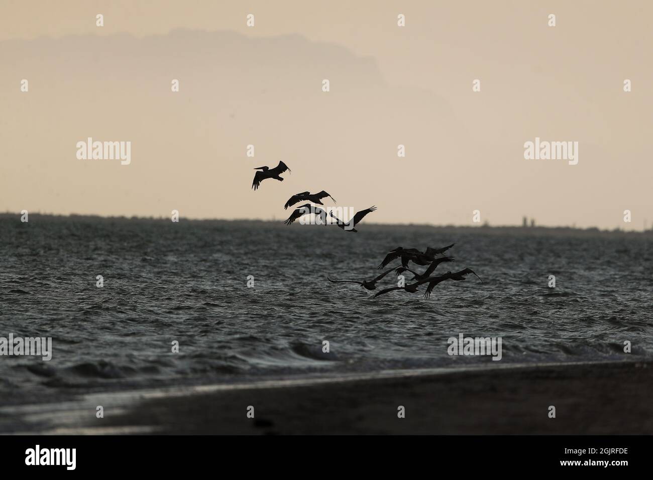 Pelicans fly over sea water in Kino Bay, Sonora Mexico. Pelecaniform ...