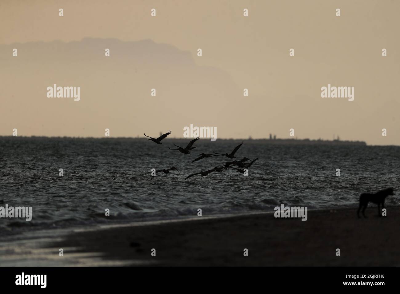 Pelicans fly at dusk over seawater in Kino Bay, Sonora Mexico ...