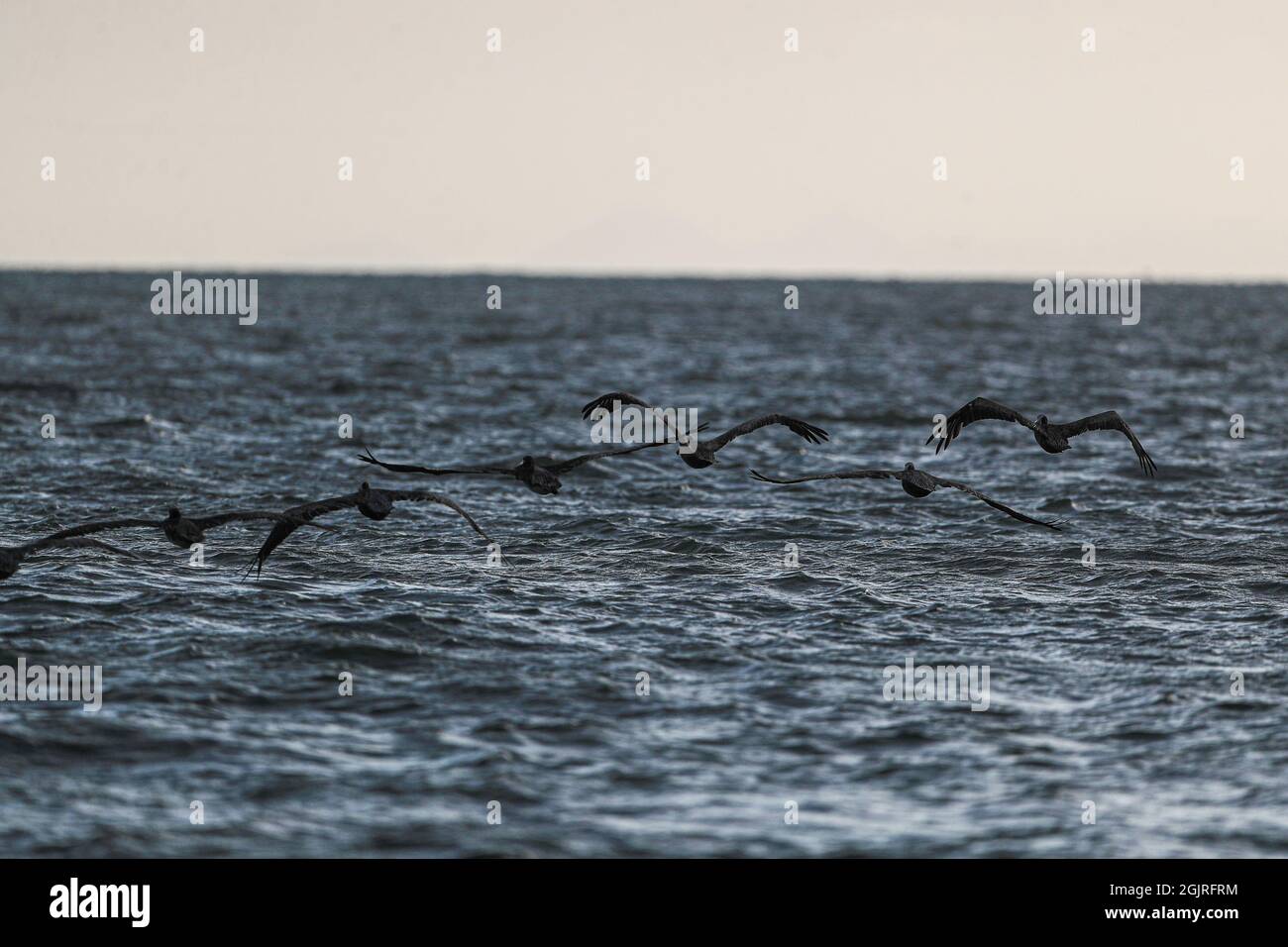 Pelicans fly over sea water in Kino Bay, Sonora Mexico. Pelecaniform ...