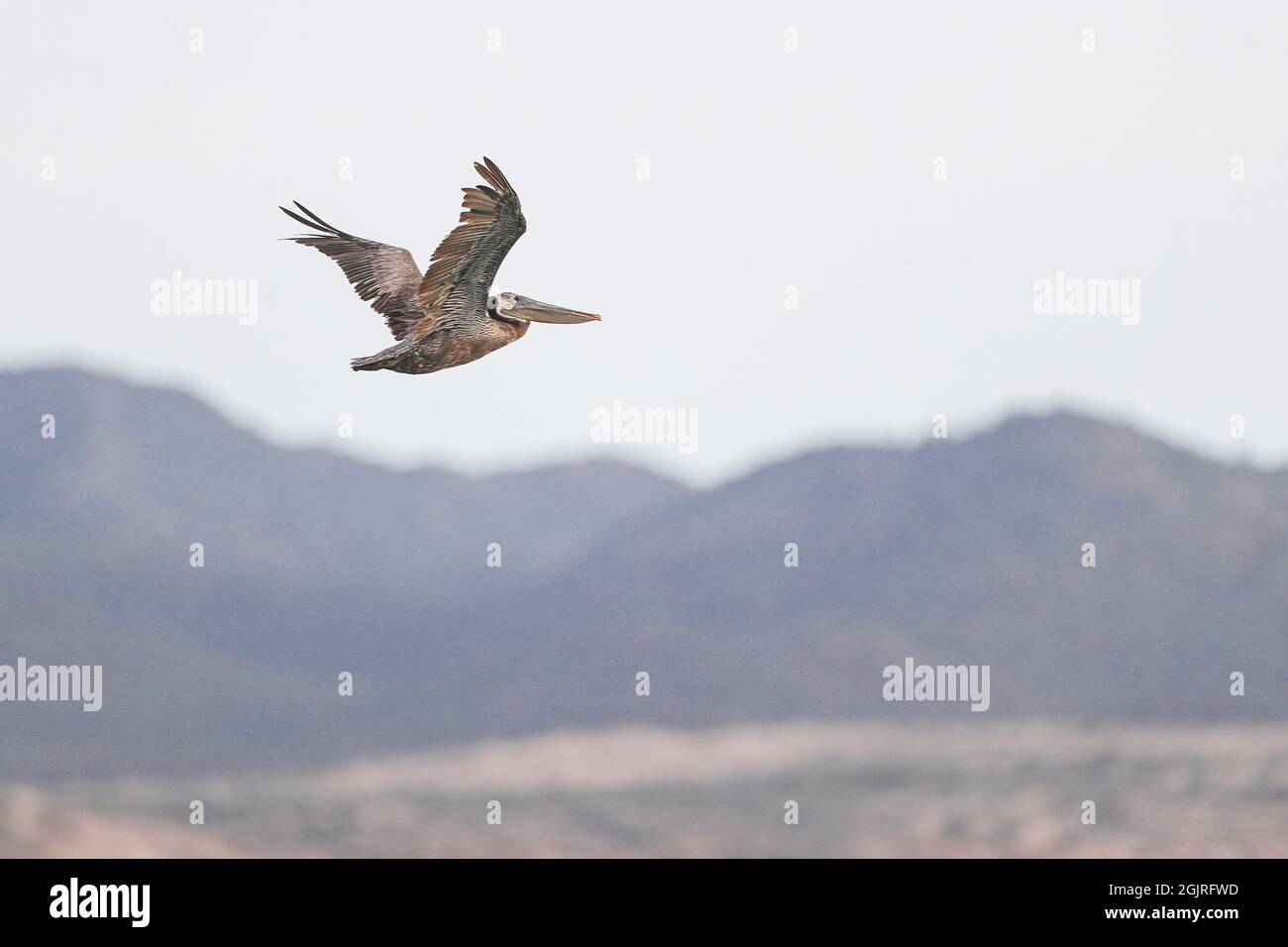 Pelicans fly over sea water in Kino Bay, Sonora Mexico. Pelecaniform ...