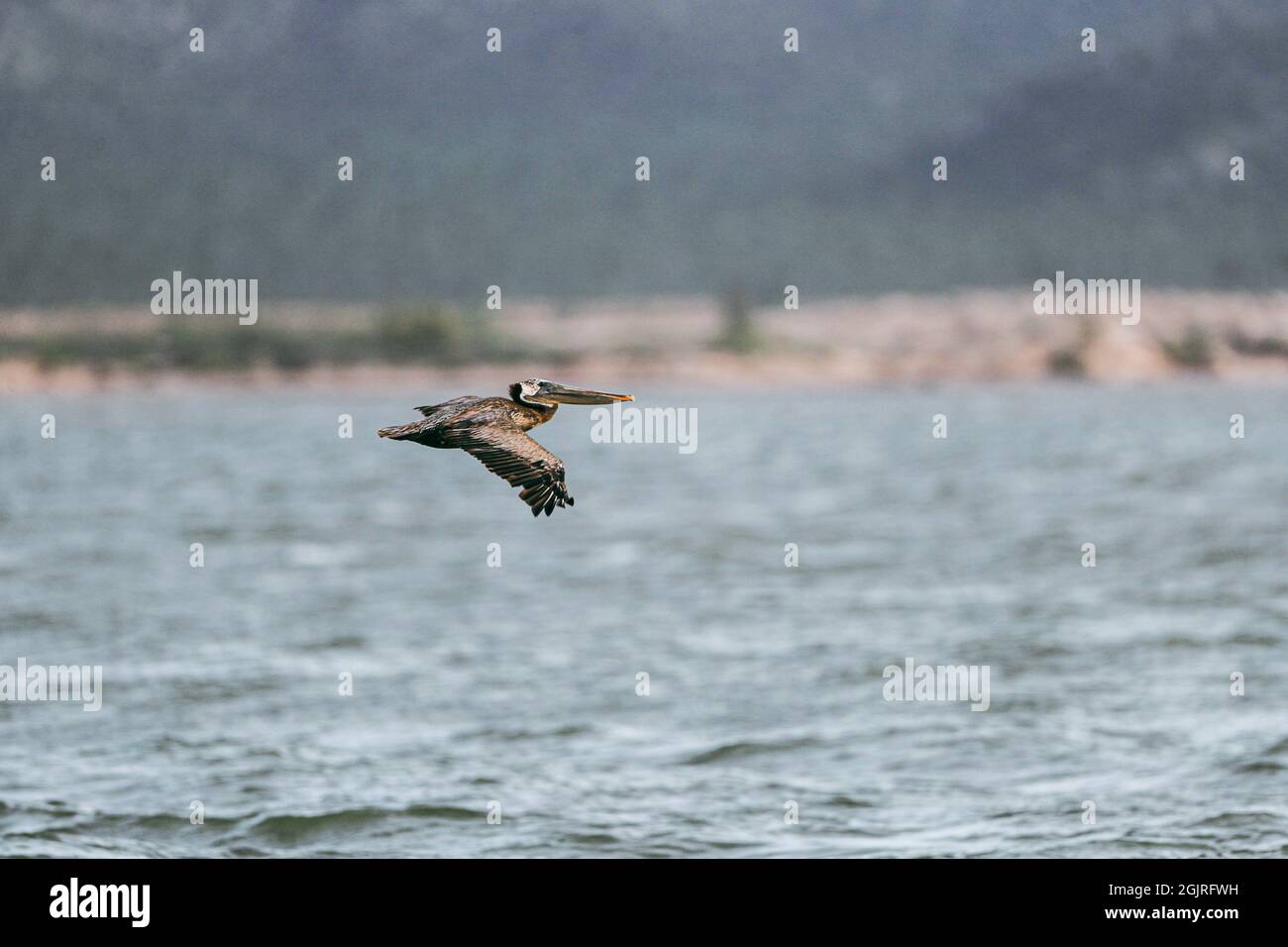 Pelicans fly over sea water in Kino Bay, Sonora Mexico. Pelecaniform ...