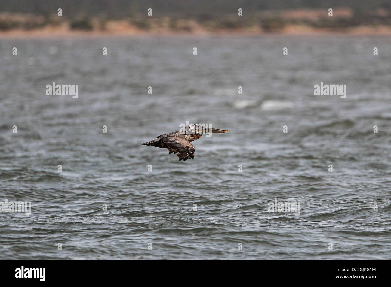 Pelicans fly over sea water in Kino Bay, Sonora Mexico. Pelecaniform ...