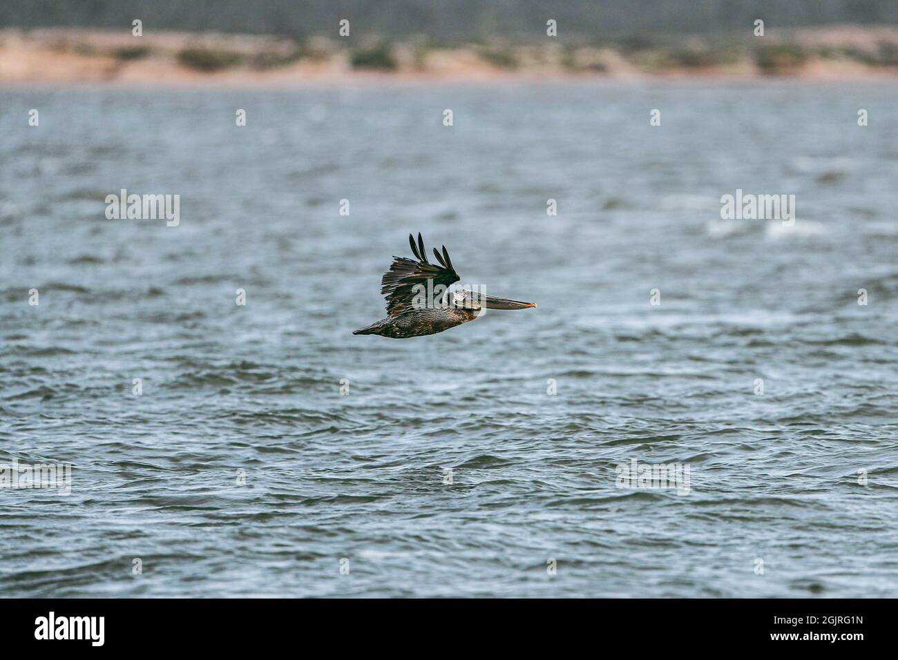 Pelicans fly over sea water in Kino Bay, Sonora Mexico. Pelecaniform ...
