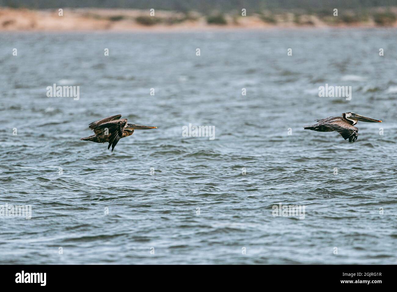 Pelicans fly over sea water in Kino Bay, Sonora Mexico. Pelecaniform ...