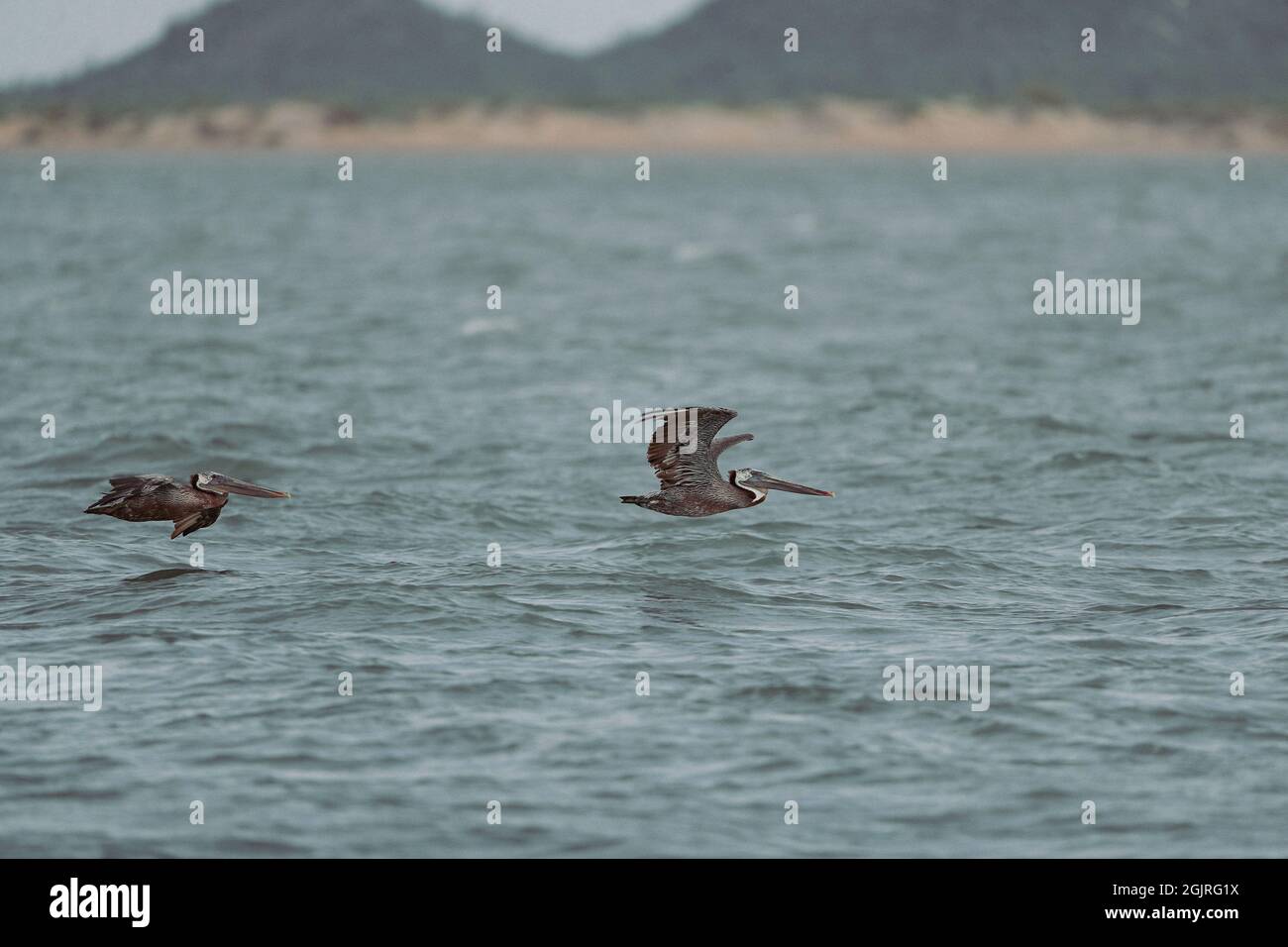 Pelicans fly over sea water in Kino Bay, Sonora Mexico. Pelecaniform ...