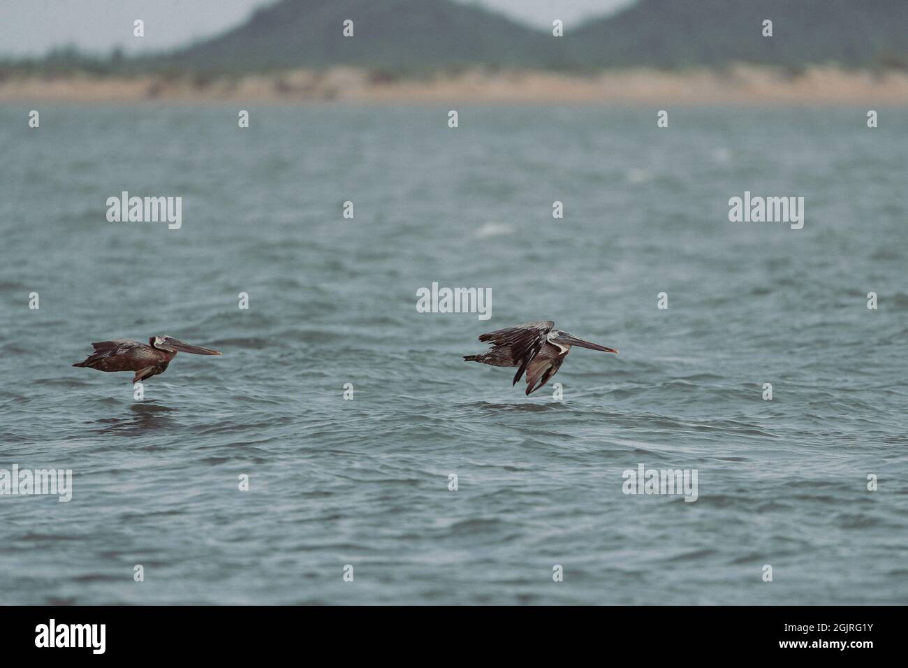 Familia monotipica hi-res stock photography and images - Alamy