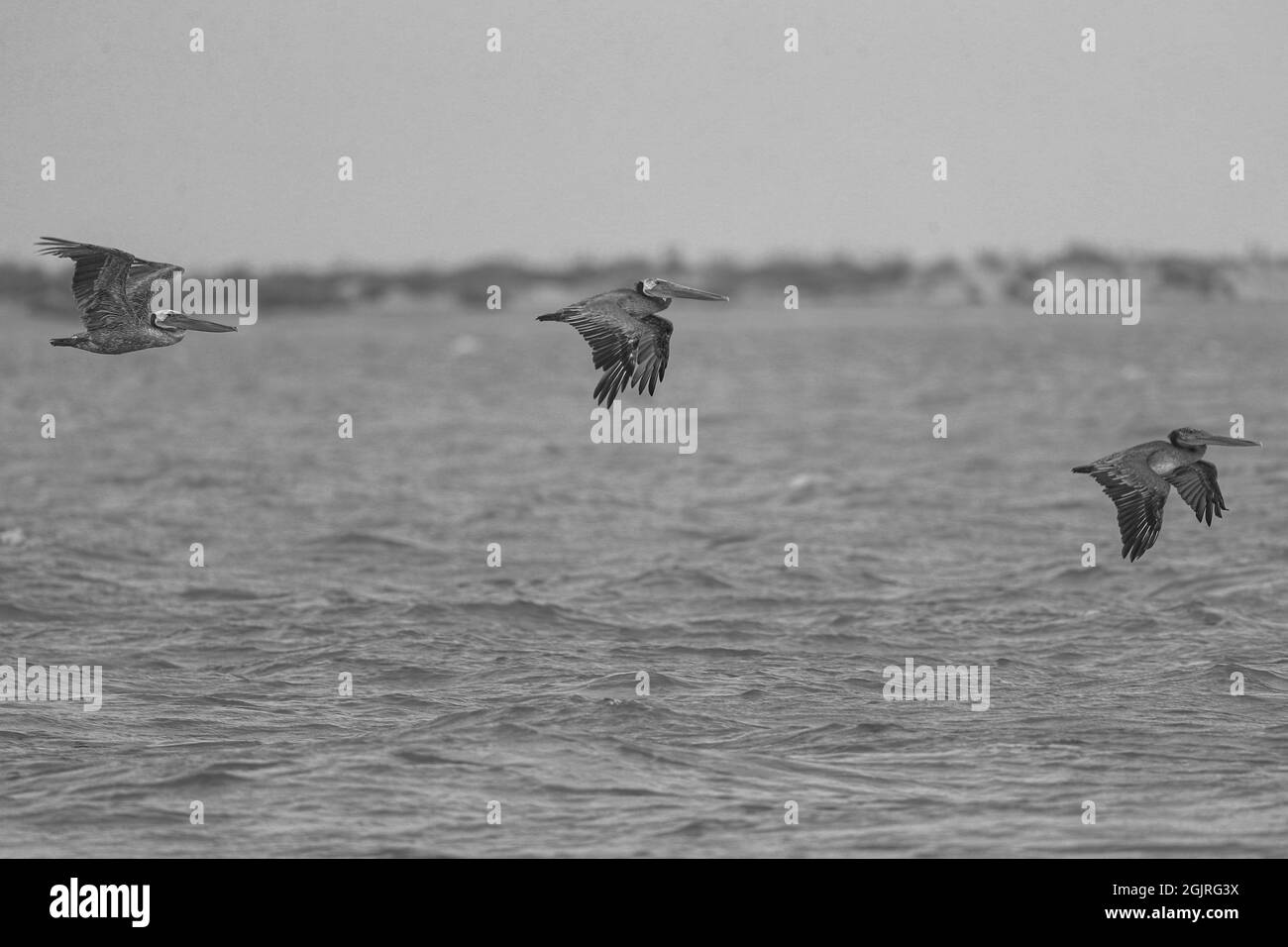 Pelicans fly over sea water in Kino Bay, Sonora Mexico. Pelecaniform ...