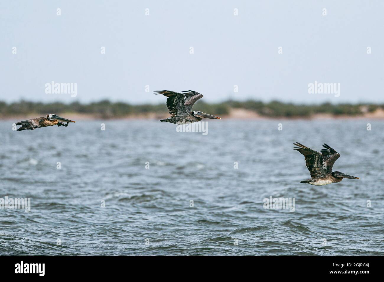 Pelicans fly over sea water in Kino Bay, Sonora Mexico. Pelecaniform ...