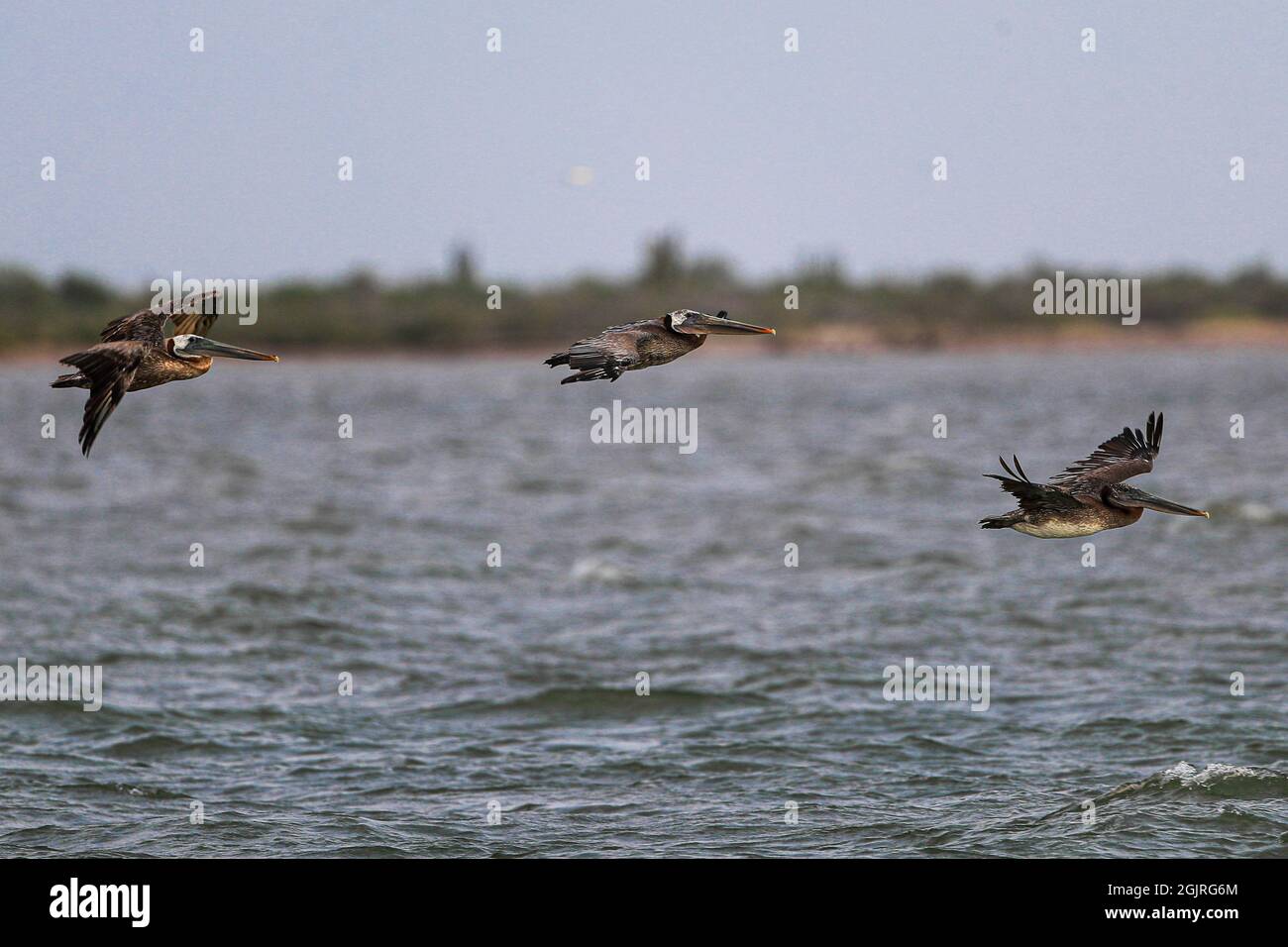 Pelicans fly over sea water in Kino Bay, Sonora Mexico. Pelecaniform ...
