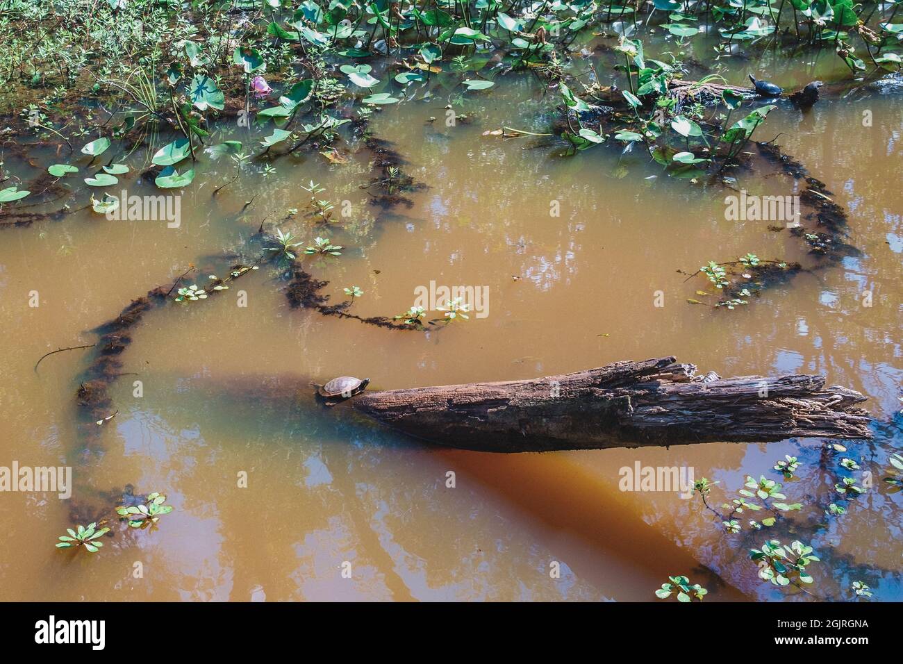 The Lake Conestee Nature Preserve and Recreational Park is a favorite ...