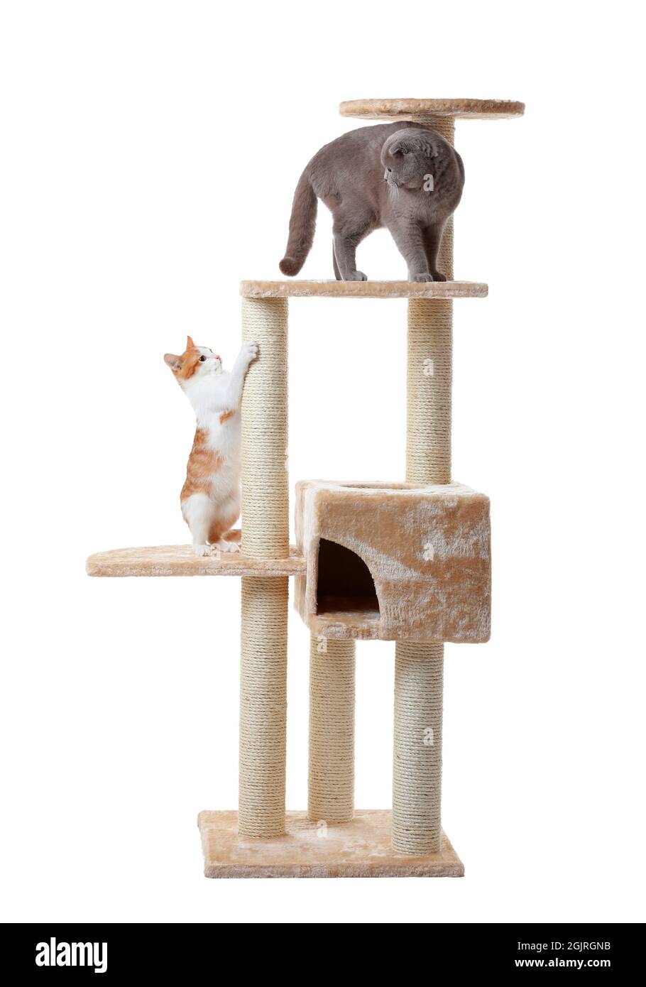 Cute funny cats and tree on white background Stock Photo - Alamy