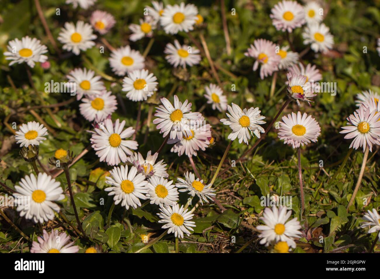 field of daisies Stock Photo - Alamy