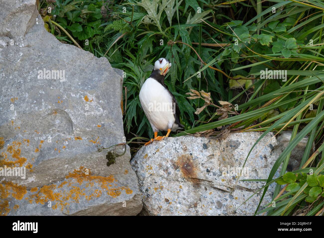 Horned Puffin, Alaska Stock Photo - Alamy