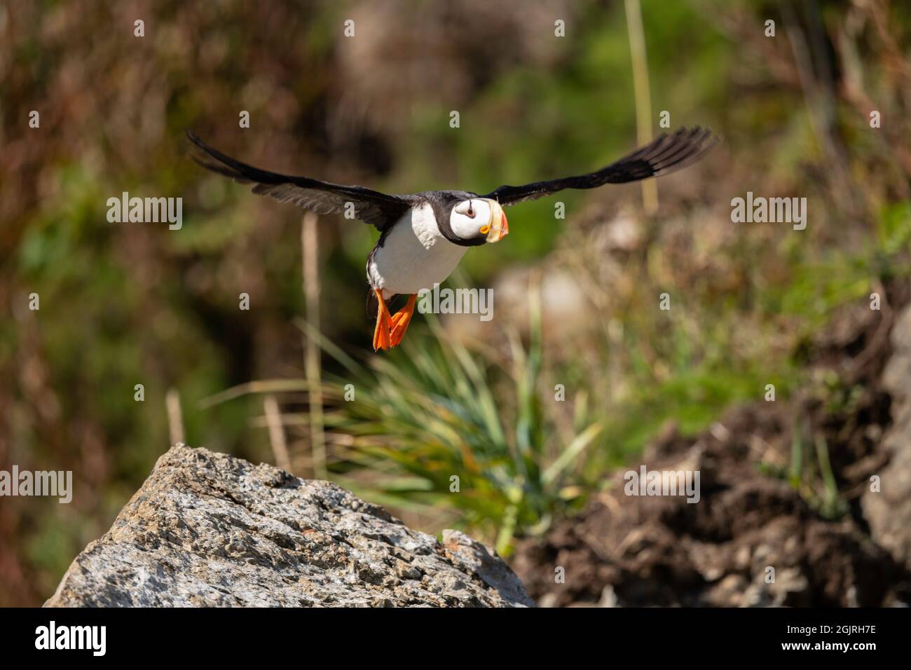 Flying horned puffin hi-res stock photography and images - Alamy