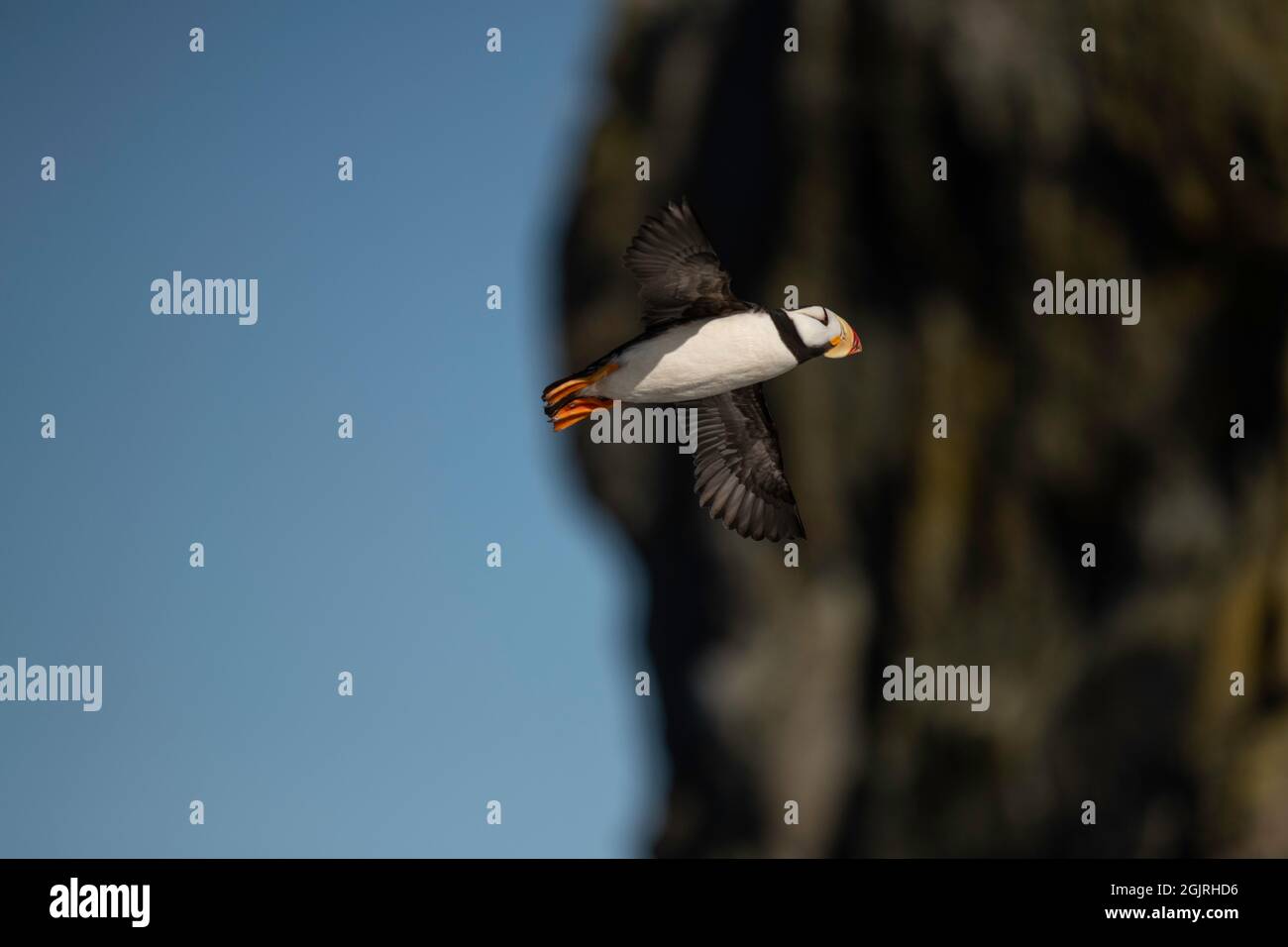 Flying puffin hi-res stock photography and images - Alamy
