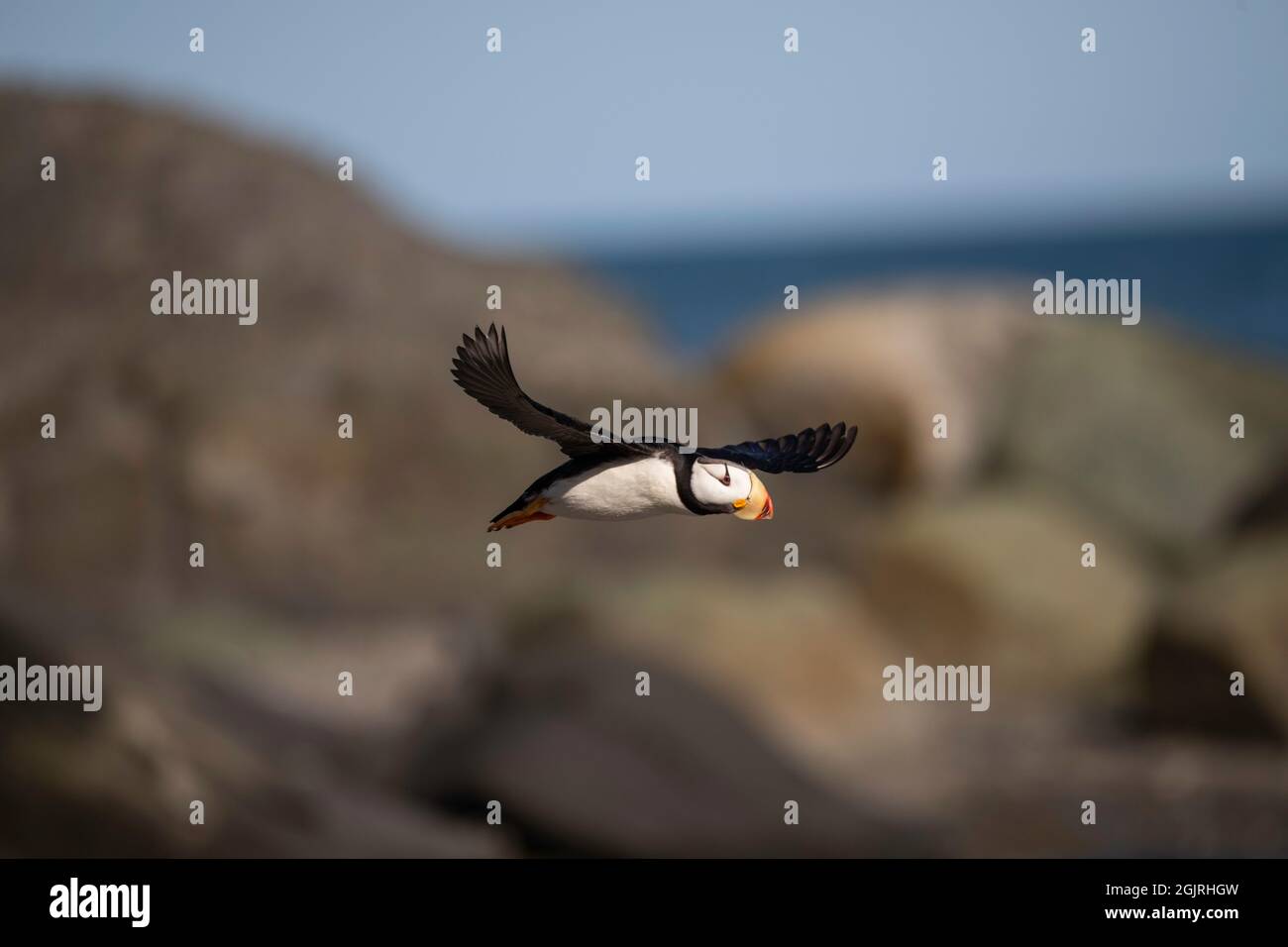 Horned puffin in flight with fish hi-res stock photography and images ...