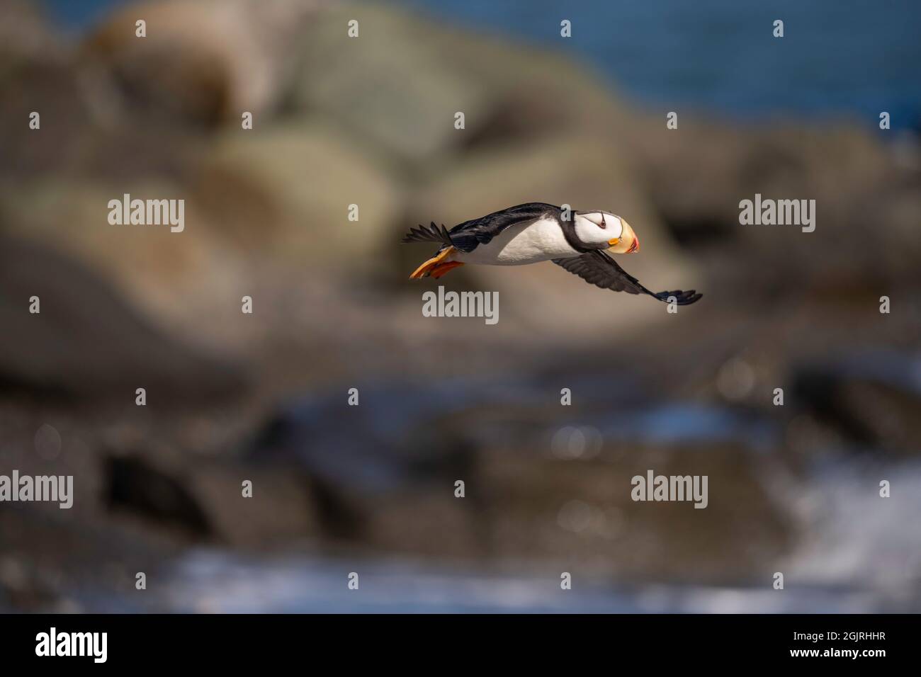 Horned puffin in flight with fish hi-res stock photography and images ...