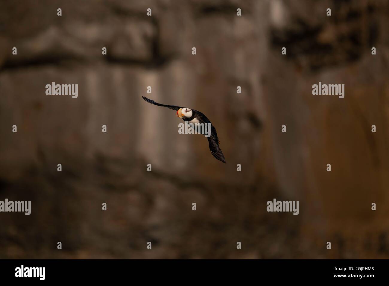 Horned puffin in flight with fish hi-res stock photography and images ...