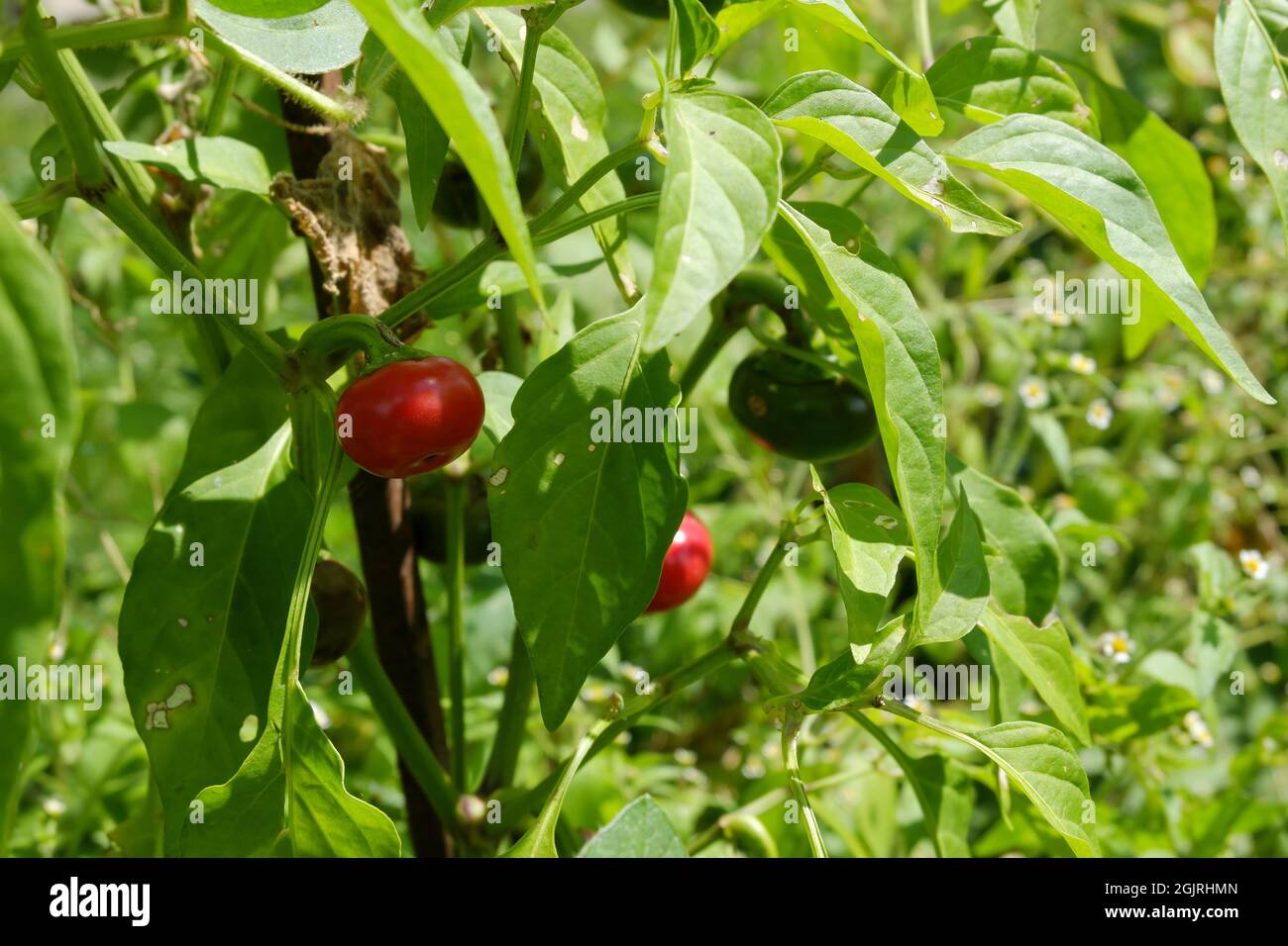 Red ball pepper hi-res stock photography and images - Alamy