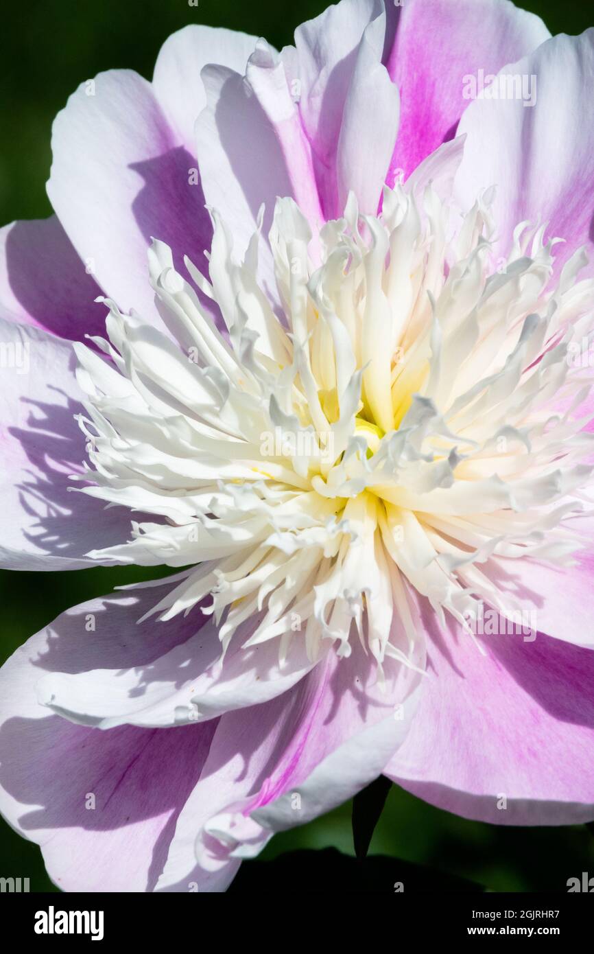 Pink white flower Peony Paeonia lactiflora Peony "English Princess ...
