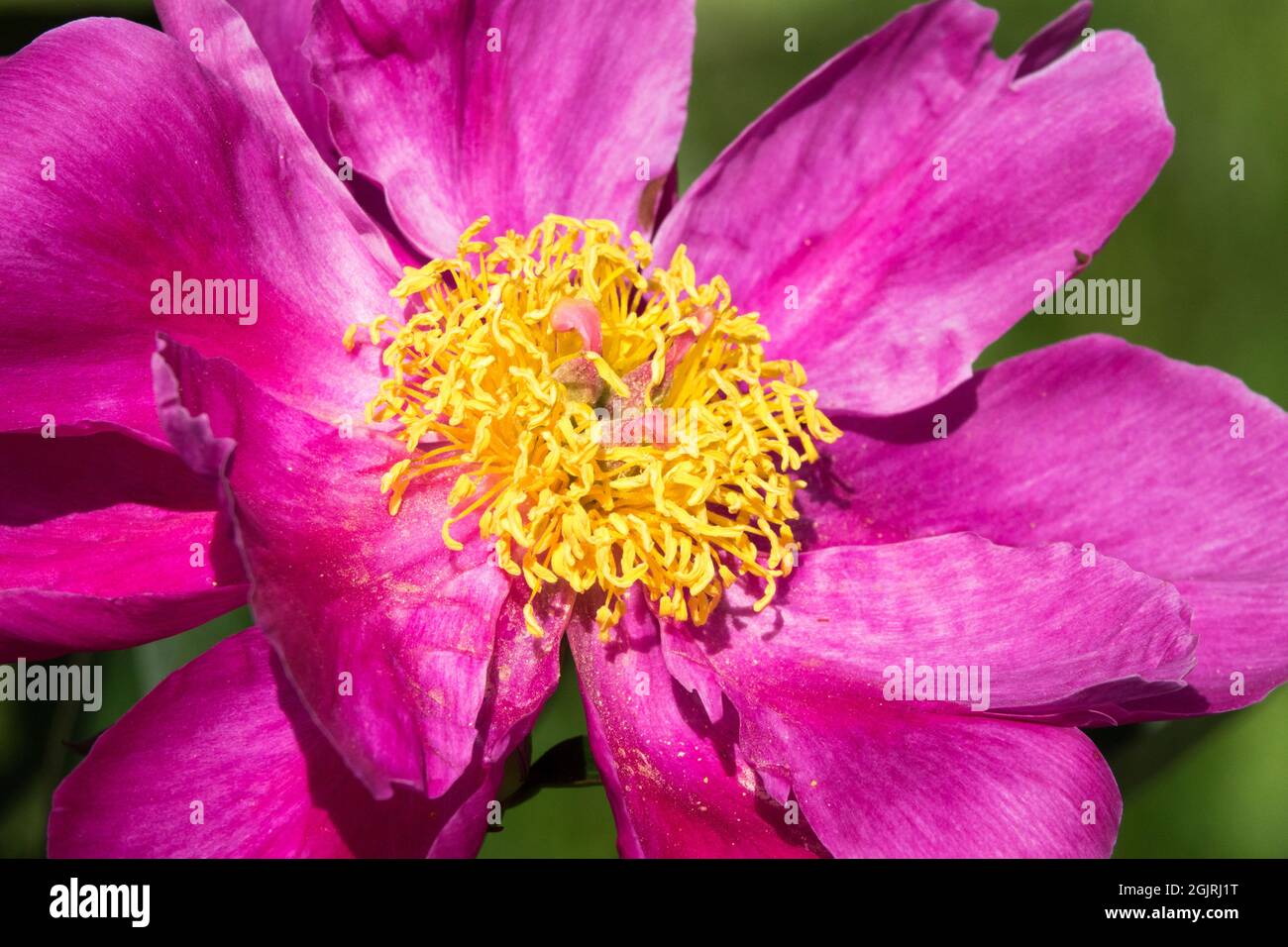 Paeonia lactiflora Peony 'Veloutine' Stock Photo - Alamy
