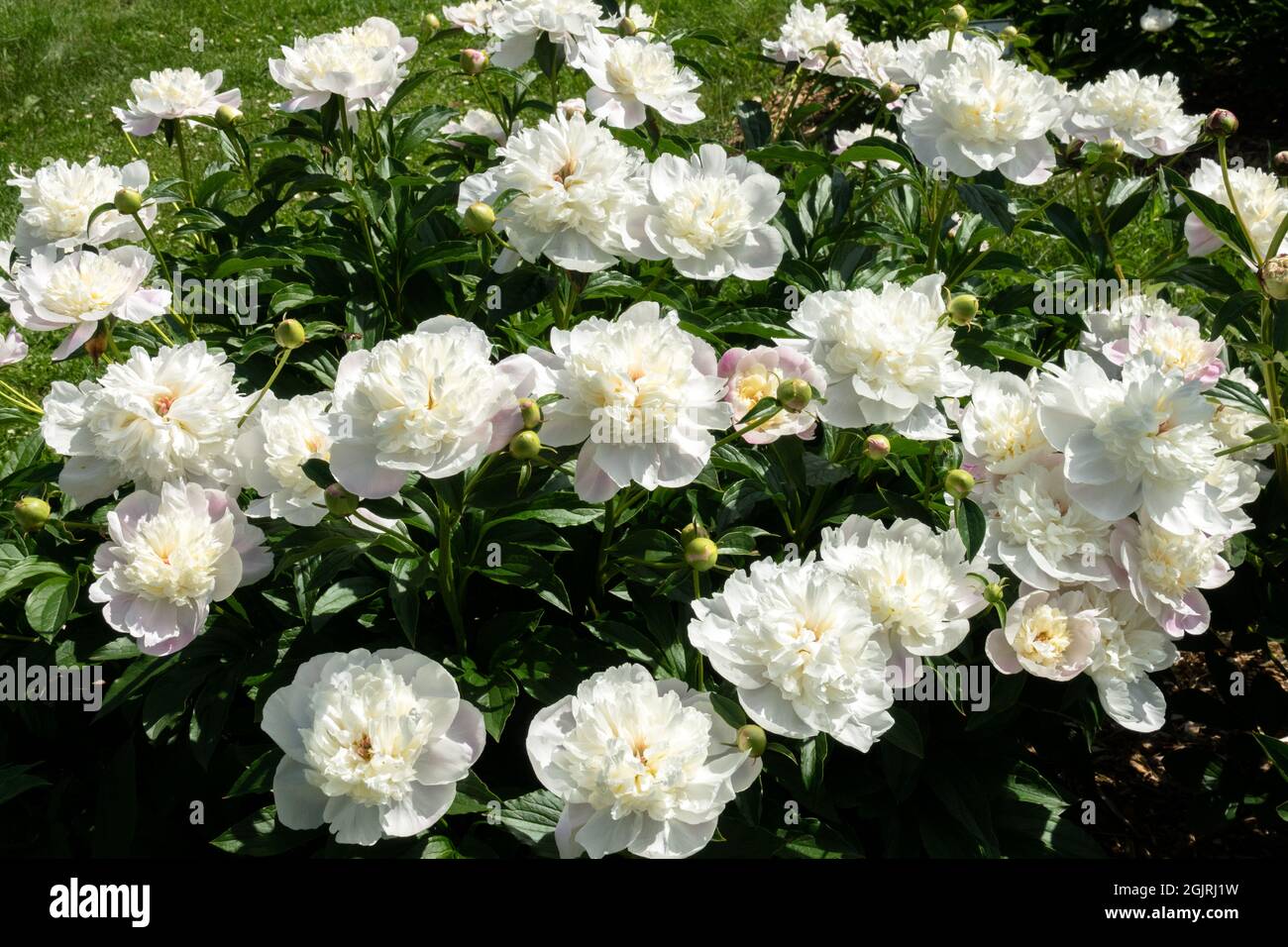 Garden white hi-res stock photography and images - Alamy