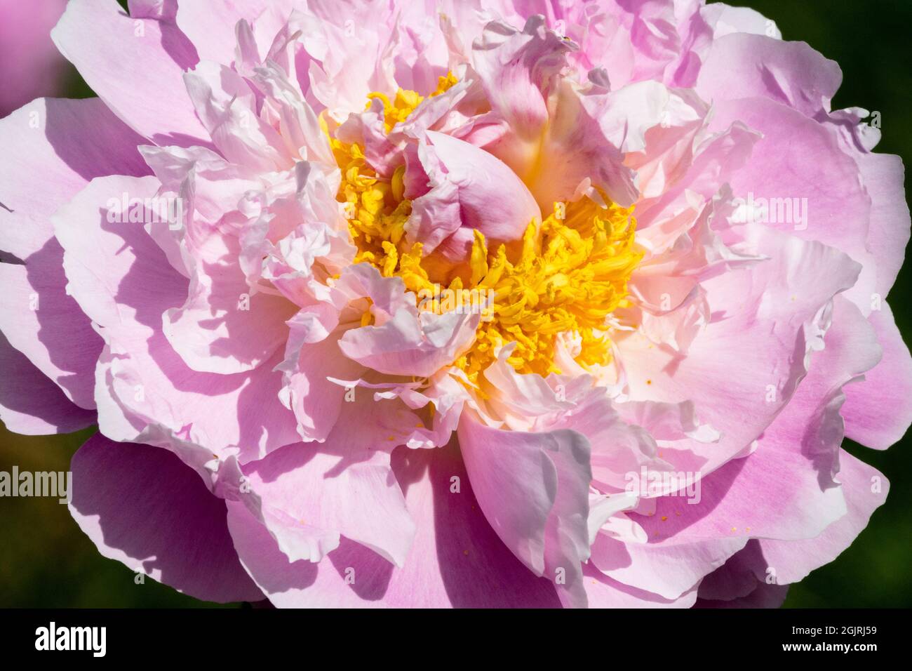 Flat flesh-colored semi-double pink flower Peony 'Queen Bee' Stock ...