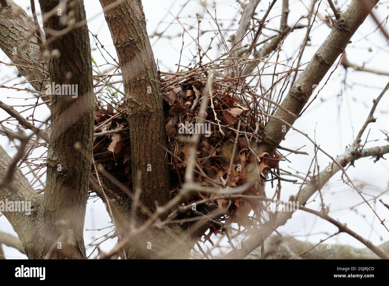 Nest in crook of tree hi-res stock photography and images - Alamy