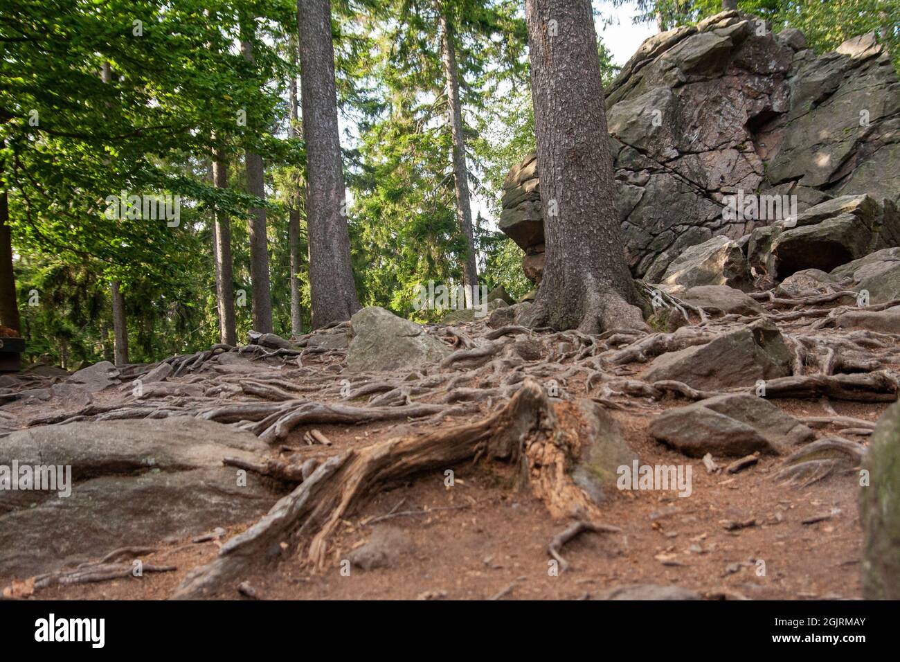 Roots of the trees fighting for water and live on the stones Stock ...