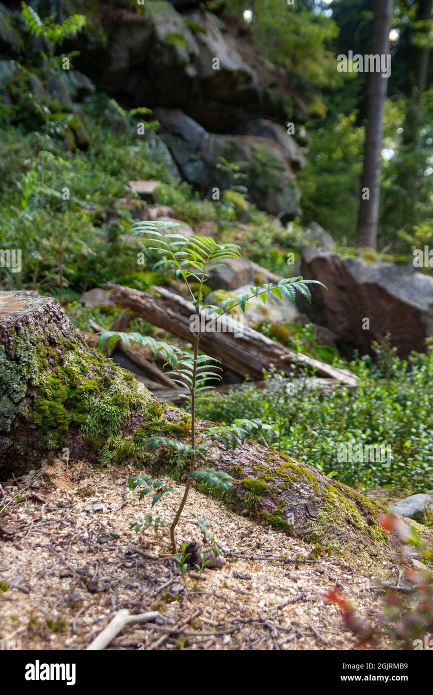 Small tree growing in the place of old one Stock Photo - Alamy