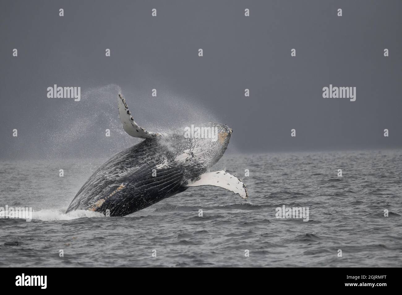 Humpback Whale, Baranof Island, Alaska Stock Photo - Alamy