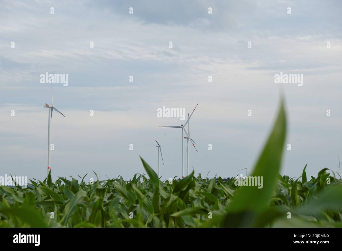 Wind energy.Wind turbines in a corn field. Alternative energy sources ...