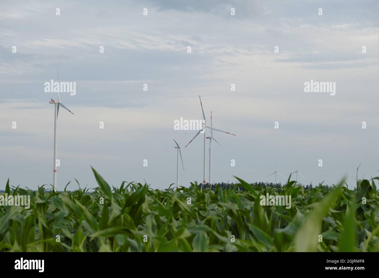 Wind energy.Wind turbines in a corn field. Alternative energy sources ...