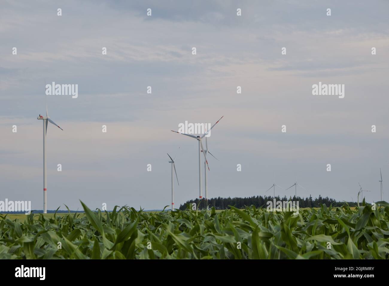 Wind energy.Wind turbines in a corn field. energy sources Stock Photo ...